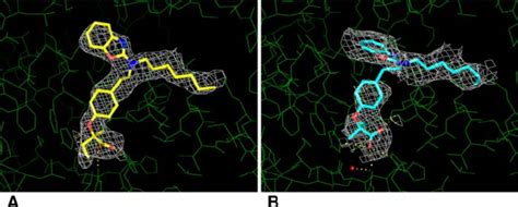 A 2 F O Ϫ F C Electron Density Map Calculated Around The R
