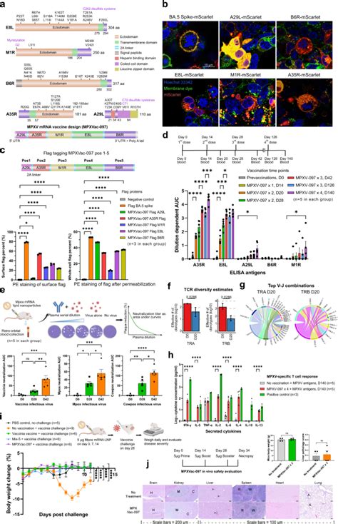 多价 Mrna 疫苗接种引发对猴痘病毒表面抗原的强大免疫反应cell Research X Mol