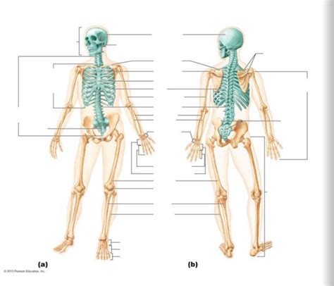 Mrs Nic Honors Anatomy And Physiology The Skeleton Diagram Quizlet
