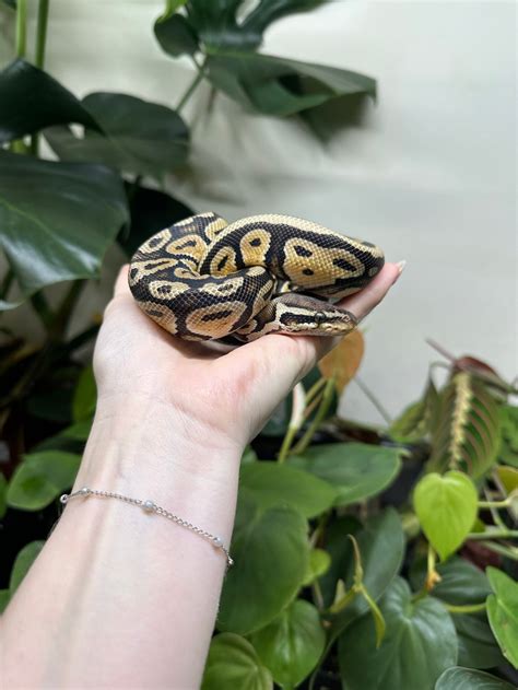 Pastel Royal Python Female Planted Terraria Exotics