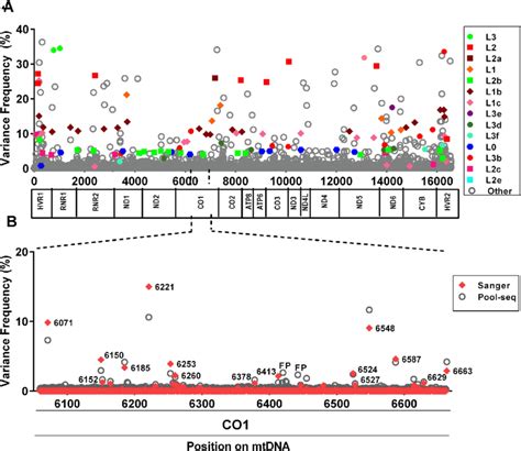 Pool Seq Identified Hundreds Of Variable Positions On Mtdna Mostly Download Scientific Diagram
