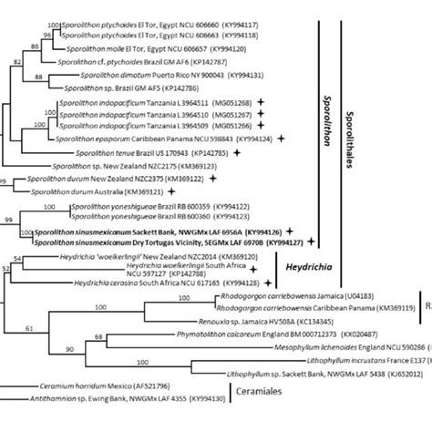 Phylogeny Based On Ml Analyses Of Rbcl Sequences Branch Numbers