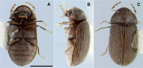 Habitus Views Of Extant Ptinidae Species Stegobium Paniceum Sex Download Scientific Diagram
