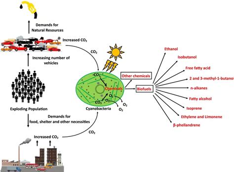 Researchers Use Bioengineered Cyanobacteria For Ethanol Production