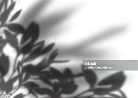 흰색 배경에 그림자 오버레이를 남기고 자연 가지가 오버레이를 남기고 제품 프레젠테이션을 위한 레이아웃 구성 모든 계절 개념에 대한 배경 및 모형 0명에 대한 스톡 사진 및