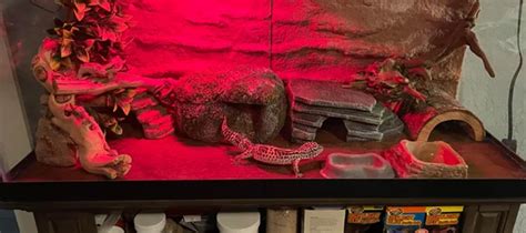 Leopard Gecko Owner's Guide | Lighting
