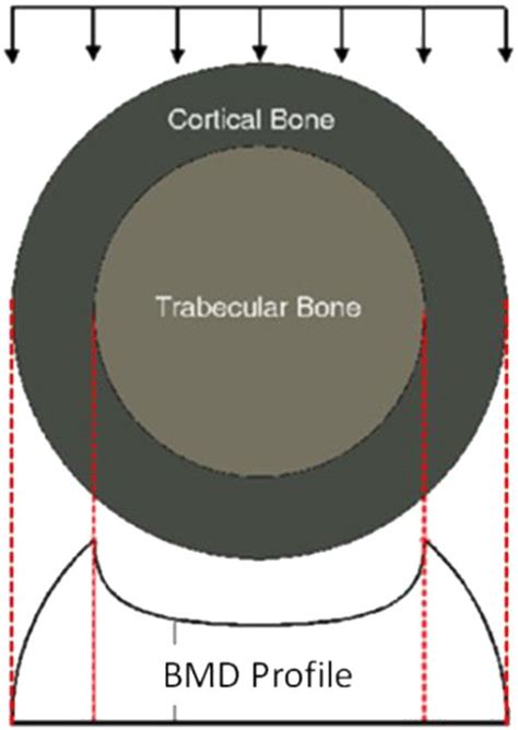 Projection Of Circular Composite Cross Section Of Two Densities Download Scientific Diagram