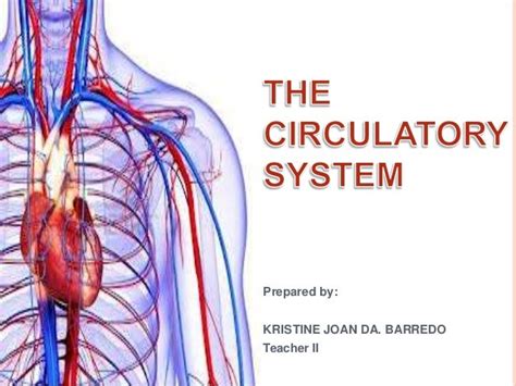 Lce Class 5 20 21 Science The Circulatory System
