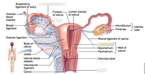 Female Reproductive System Diagram Quizlet