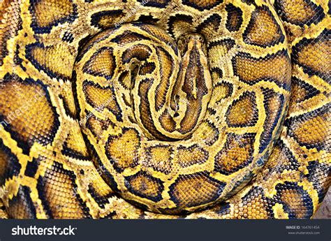 Python Stock Photo Shutterstock