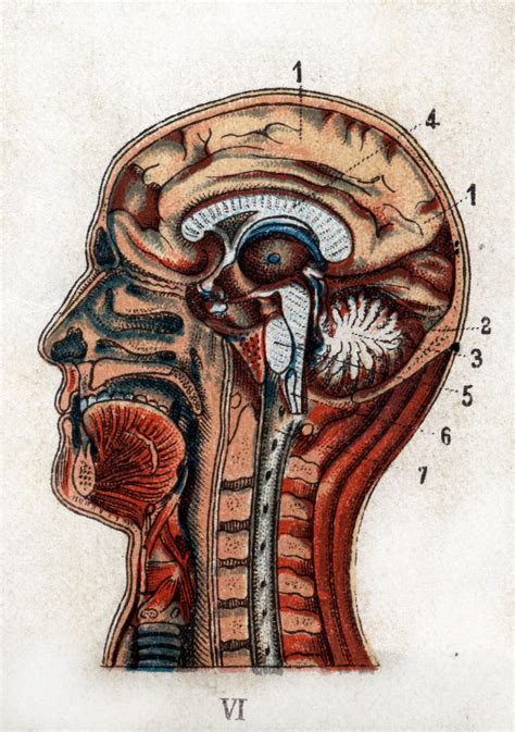 Anatomische Tekening Van De Hersenen
