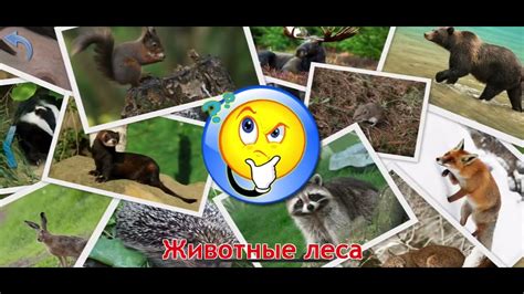 Карточки Домана Часть 2 Лесные звери! - YouTube