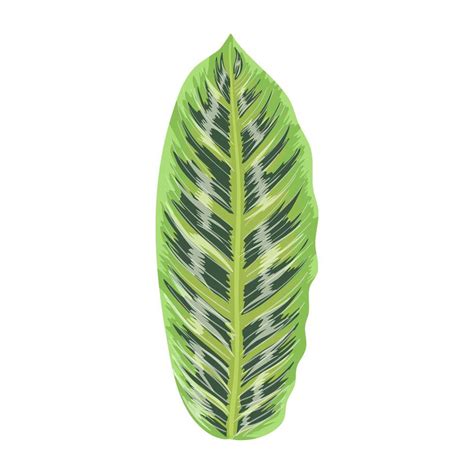 Plant Marantaceae Leaves 38514540 Vector Art At Vecteezy