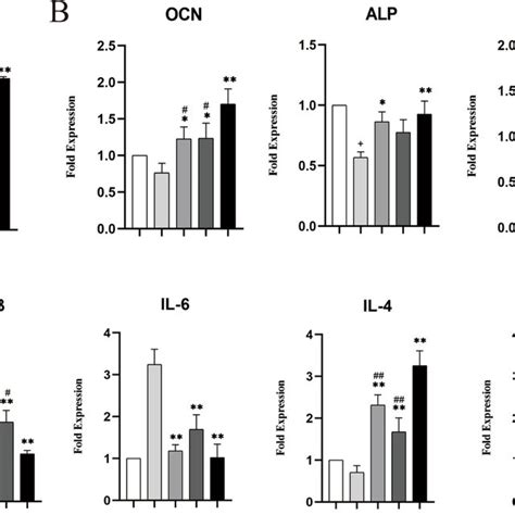 Effects Of Cgf And Iroot Bp Plus On Cell Proliferation And The Download Scientific Diagram