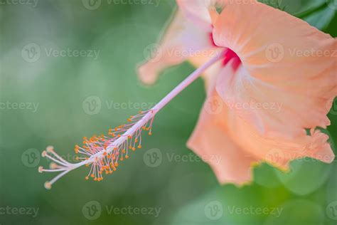 Romantic Colorful Beautiful Hibiscus Flower In Nature Flower Leaf And