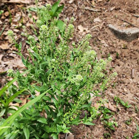 Peppergrass Lepidium Virginicum Plant Western Carolina Botanical Club