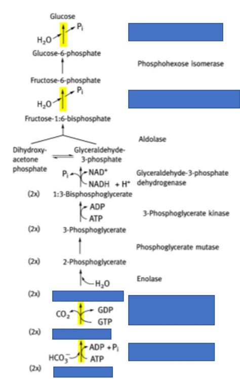 Diagram Of Glycolysis In Reverse Quizlet