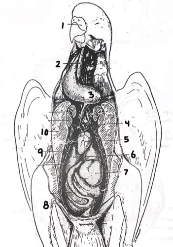 Internal Anatomy Flashcards Quizlet