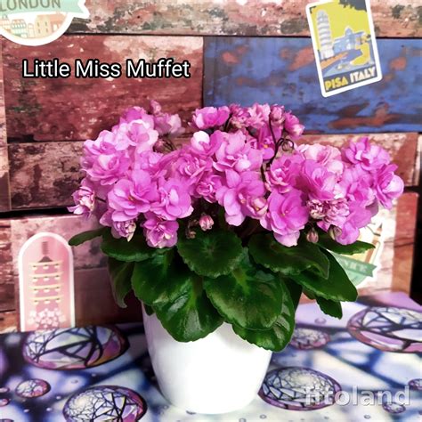 Фиалка Little Miss Muffet