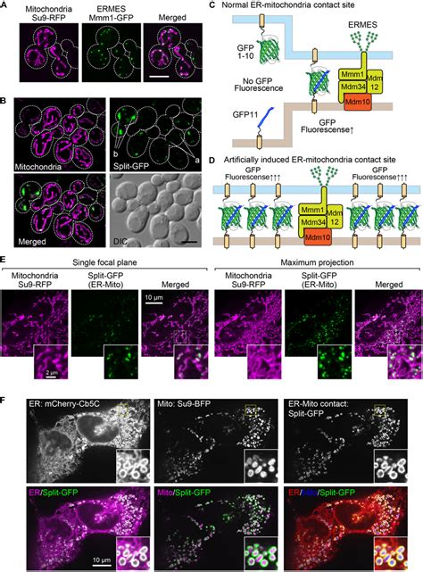 The Existing Split Gfp Systems For Visualizing The Er Mitochondria Download Scientific Diagram
