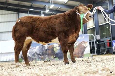 Embryo Transfer Synchronisation And Sexed Semen Use In The Suckler