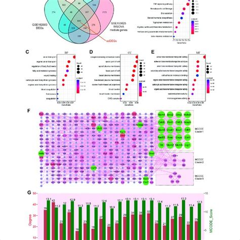 Identification Of Common Degs And Hub Genes In Gse192883 And Gse153625