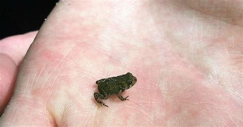 Spotted A Teeny Tiny Toad R Mildlyinteresting