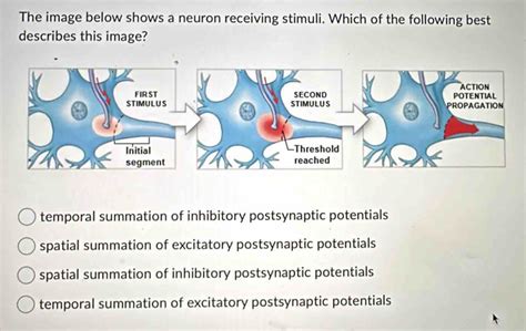 Solved The Image Below Shows A Neuron Receiving Stimuli Which Of The Following Best Describes