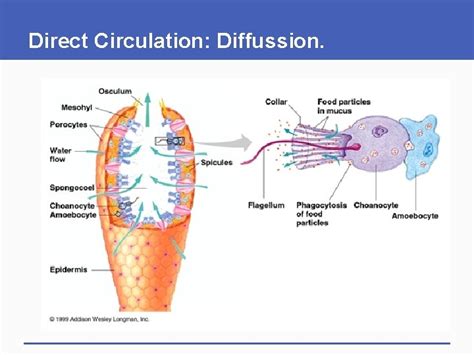 The Circulatory System The Nature Of Blood Circulation