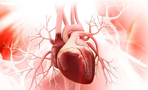 გულ სისხლძარღვთა დაავადებების რისკის შეფასების მეთოდები რჩევები ვივიენისგან