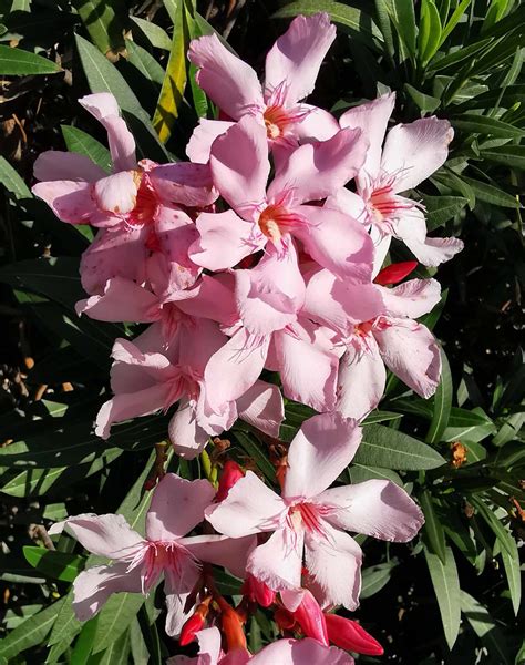 Nerium Oleander Nana Dwarf Oleander Seedling Jurassicplants
