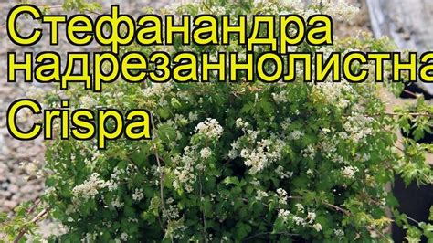 Стефанандра надрезаннолистная Криспа. Краткий обзор, описание ...