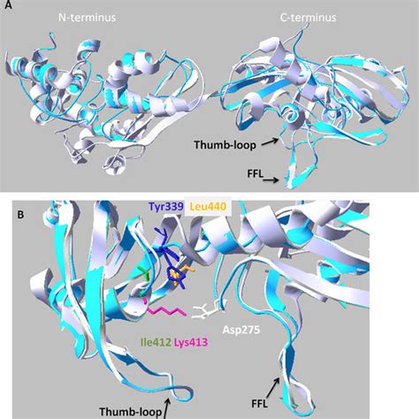 Substrate Specific Amino Acids Conserved Throughout All Pseudouridine Download Scientific