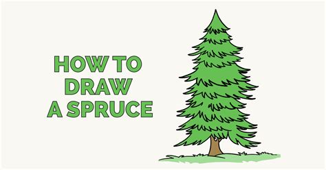 Spruce Tree Drawing