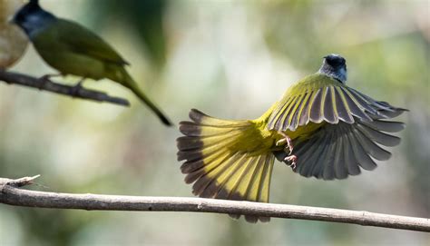 Crested And Proud 10 000 Birds