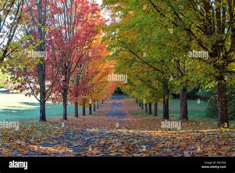 Tree Lined Street In Fall Color Stock Photo Alamy
