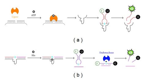 Rnase Dnazyme For Signal Amplification A Ligasednazymemb Sensor Download Scientific