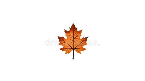 4k Animation Of Autumn Leaf Isolated On White Screen Stock Video