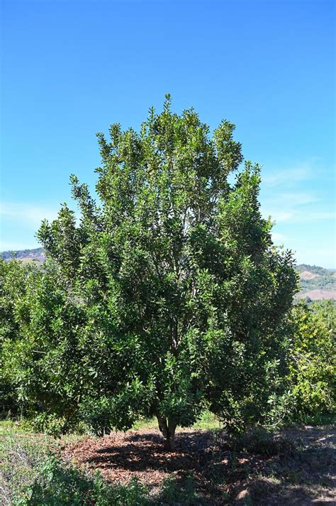 Macadamia Tree Plant Fresh Natural Raw Macadamia Nuts In Garden Planting Macadamia Nut Fruit