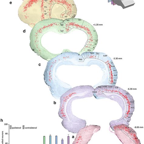 Retrograde Cortical Labeling Demonstrates Bilateral Inputs From Download Scientific Diagram