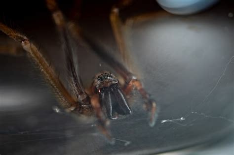 A Close Up Look At Oregons Largest Spider Arachnophobes Beware