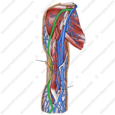 Cephalic Vein And Its Tributaries Easy Anatomy 3d