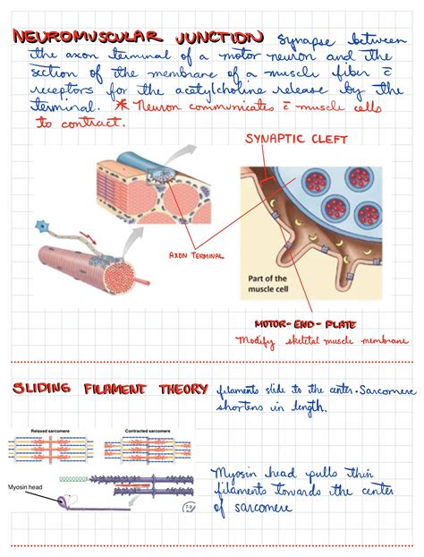 muscular and nervous tissue functions types and structures