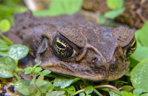 Adorable Grumpy Cane Toad