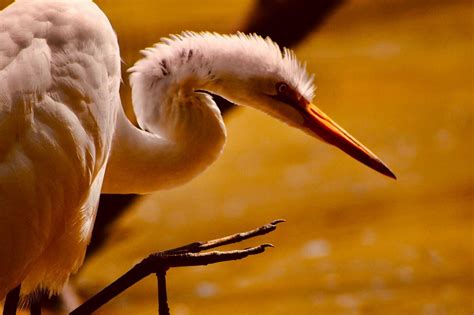 Can You Get Rich With Writing Hey Friends By Alexander Semenyuk Bouncin And Behavin