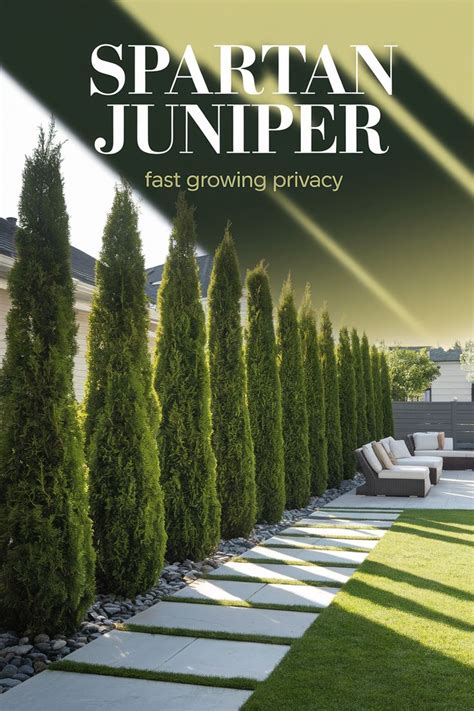 35 Fast Growing Evergreen Trees For Privacy In Your Backyard Lawn Knowledg In 2025
