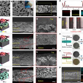 SEM And Optical Microscopy Characterization Of BNS And DRS SEM Images Download Scientific