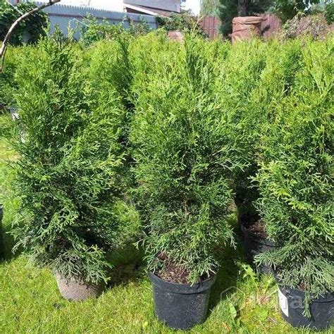 Туя западная олендорфи (thuja occidentalis ohlendorffii)