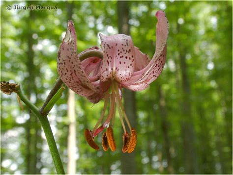 Lilium martagon 01