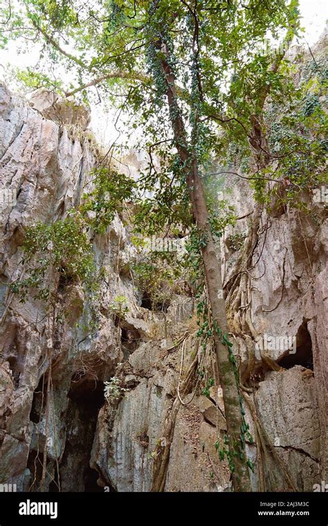 Trees Growing Outside A Cave Ecosystem The Outside Of Which Can Be Seen In The Background Stock